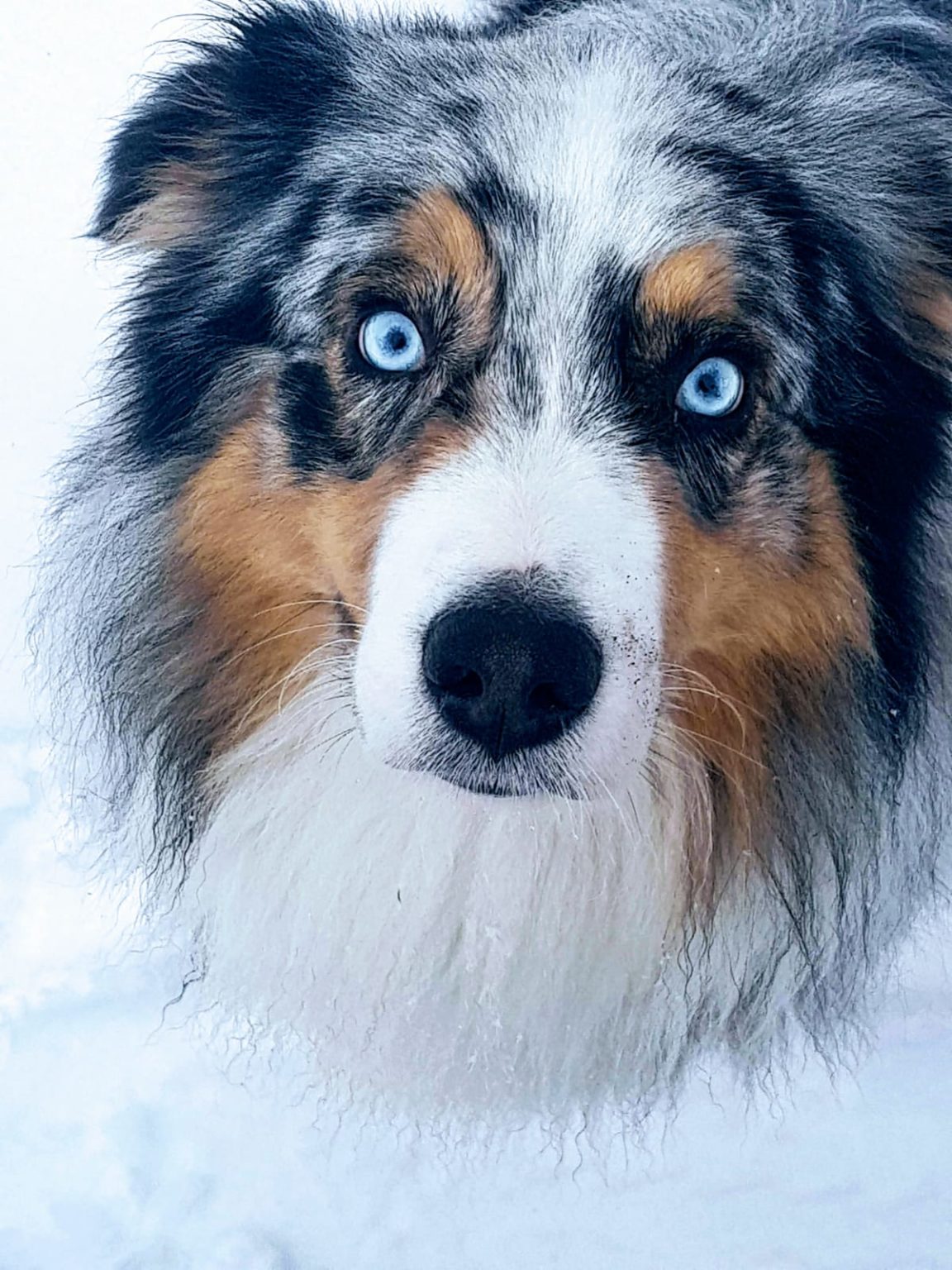 Australian Shepherd Mix - Mischling - myAustralianShepherd.de